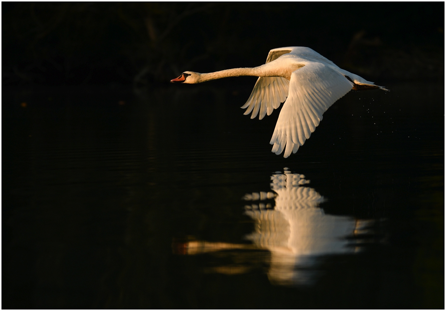 Szigetközi fotók - Tüske-tó Vendégház